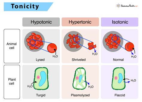 Cell Transport Lesson Hypertonic Hypotonic Isotonic 8th Grade Quiz