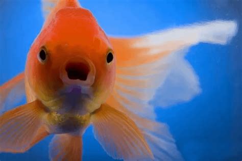 [single Episode] A Message From The Depths R Choosinggame