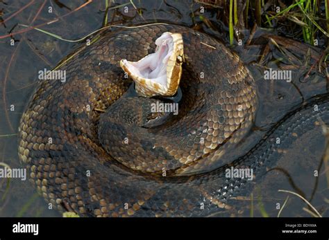 Snake Cottonmouth Or Water Moccasin Displaying Cottonmouth Warning