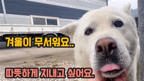 밖에 사는 진돗개 집 따뜻하게 해주기 Youtube
