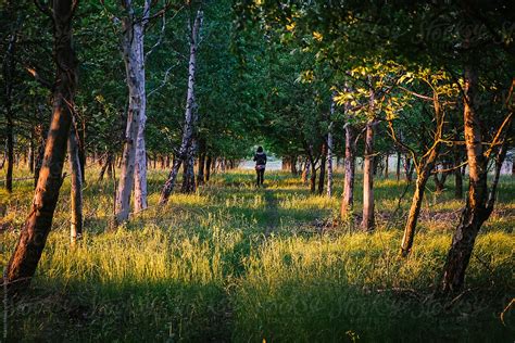 Girl Walking At The End Of Tree Alley During Sunset By Stocksy Contributor Martin Matej