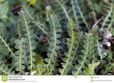 Leaves Of A Rustyback Fern Asplenium Ceterach Stock Image Image Of Elegant Closeup 93384219