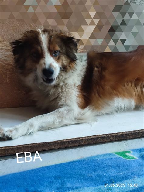 Ангели на четири лапи Ангели на четири лапи Първомай