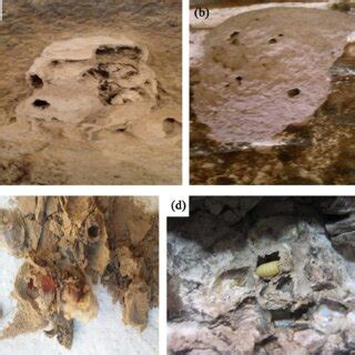 Shows Some Areas Where Wasp Nests Are Deposited And Under Which Many Of Download Scientific
