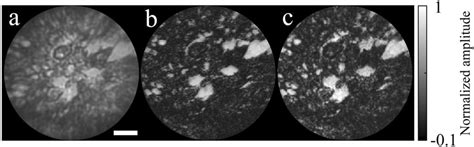 Image Reconstruction For A Skin Tissue Of A Rat A Simple Average Of