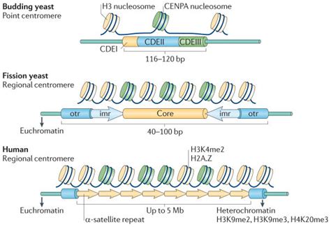 Centromeres Unique Chromatin Structures That Drive Chromosome