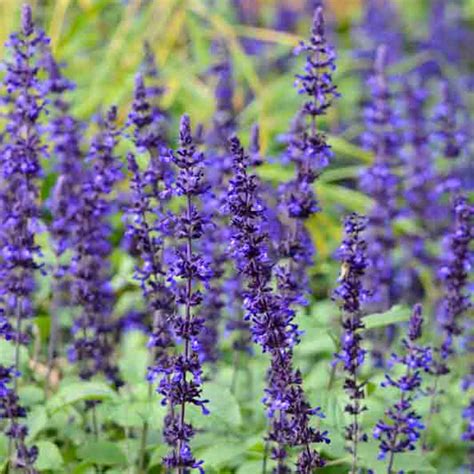 Salvia Mystic Spires Blue Sage All You Need To Know