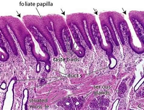 Foliate Papillae Histology Slides The More You Know Brain Waves
