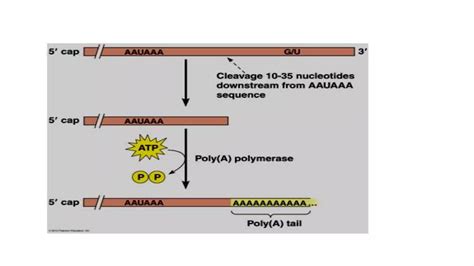 Post Transcriptional Modification Pptx