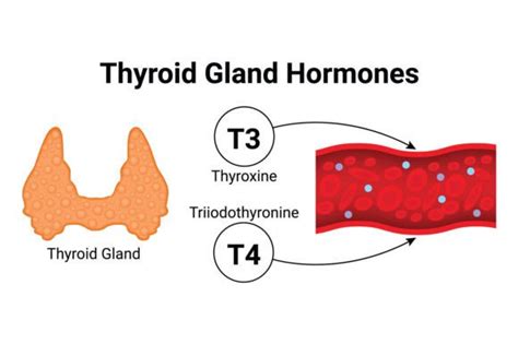 Thyroid Gland Hormones Science Design Graphic By Hamjaiu · Creative Fabrica