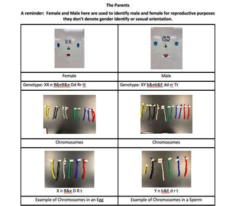 Solved The Parents A Reminder Female And Male Here Are Used Chegg Com