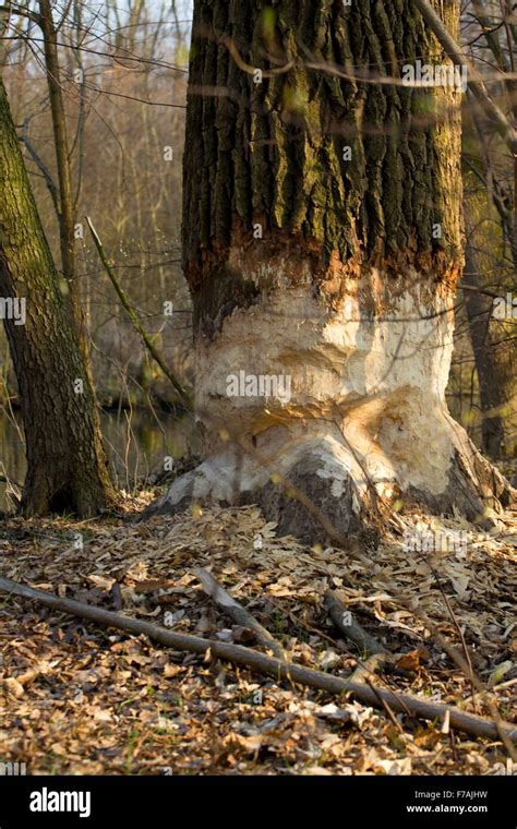 Beaver Tree Chew Hi Res Stock Photography And Images Alamy