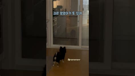 유리에 비친 검은 털뭉치 Youtube