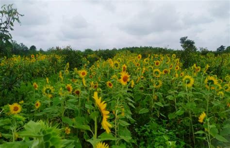 မင်းလှမြို့နယ်၌ စိုက်ပျိုးထားသည့် မိုးရာသီ ဆီထွက်သီးနှံ ၁၉၄၈ ဧက အောင်မြင်ဖြစ်ထွန်း‌လျက်ရှိ