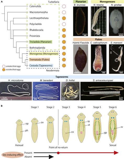 Sex Inducing Effects Toward Planarians Widely Present Among Parasitic