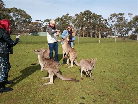 Phillip Island Wildlife Park Animal Zoo Opening Hours And Ticket Prices