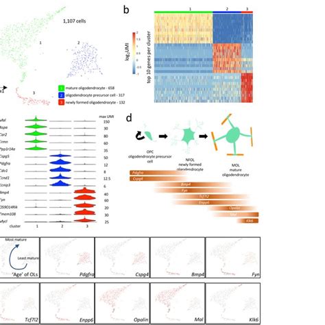 Three Gene Expression States Of Ol Lineage Cells Are Present In The Me Download Scientific