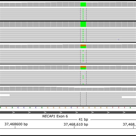 Whole Genome Sequencing Wgs Analysis In Integrative Genomics Viewer Download Scientific