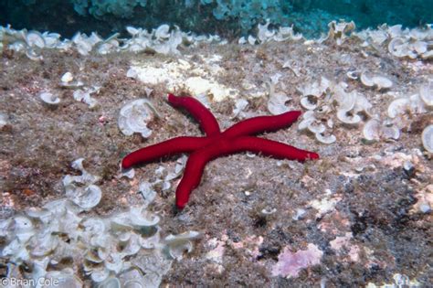 Echinoderms Species Encyclopedia Fishipedia