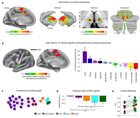 Functional Connectivity And Cortical Thickness Of The Motor Cortex Download Scientific