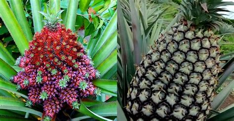 Kerala Ca Wants Exotic Fruits In Diet Grows 80 Pineapple Varieties On
