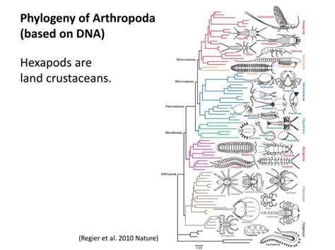 Ppt Insect Classification And Phylogenetics Non Insect Hexapods And