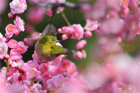 振り向けば春 GANREF