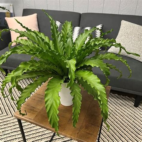 Types Of Indoor Ferns