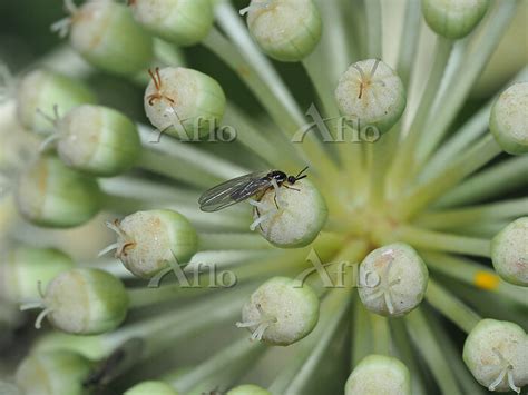 クロバネキノコバエ類の訪花 185129854 の写真素材 アフロ