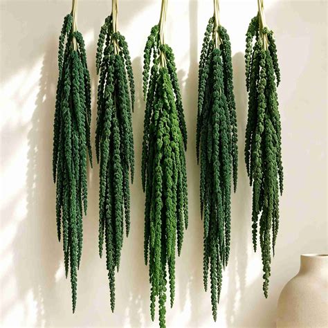 Modanu Bleached Amaranthus Hanging Flowers 23 Dried Preserved Vines