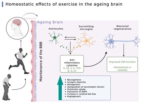 The Influence Of Exercise On Neuroinflammation In Aging