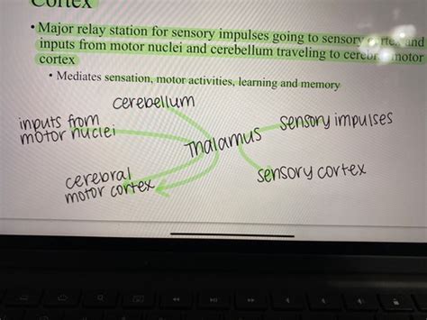 Exam 3 A P Lecture Flashcards Quizlet