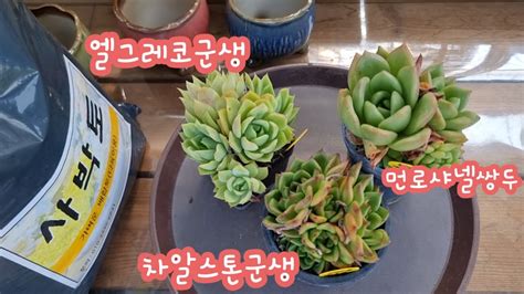 24820 🌸꽃동산다육의 갓성비 군생들 엘그레코군생 먼로샤넬 차알스톤군생 분갈이해요🌸 꽃동산다육 010 3939 4304 사박토 010 3436 6631 Youtube