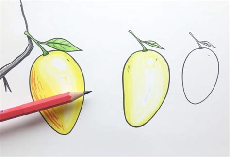 How To Draw Mango 7 Easy Step By Step Guide To Mango Drawing Trying Drawing