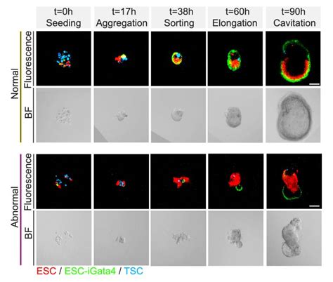 How Deeplearning Improves Reproducibility In Stem Cell Research
