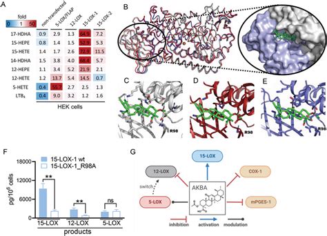 Akba Activates 15‐lox For Lm Formation In Transfected Hek293 Cells And