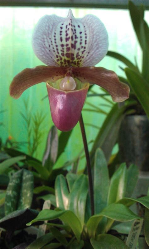 Paph Dolls Kobold And Paph Spicerianum Slippertalk Orchid Forum