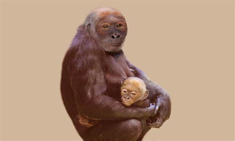 12 Million Year Old Human Ancestor Pierolapithecus Brought To Life