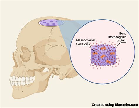 Human Bone Cells Diagram