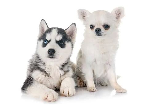 Husky Chihuahua Mix A Match Made In Heaven