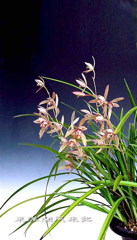 恵蘭細葉小蘭天草 No 1319 東洋蘭風来記奥部屋