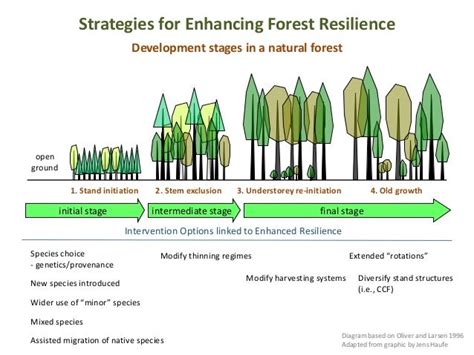 Teaching Forest Stand Dynamics