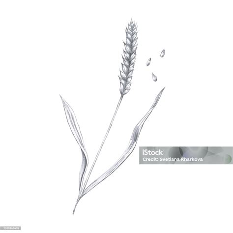 보리 귀 레스토랑 메뉴 디자인 맥주 축제 포장 추수 축제에 대 한 사실적인 스타일의 보리의 고립 된 연필 그림 0명에 대한 스톡
