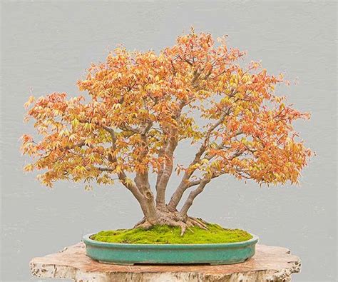 Multi Trunk Bonsai Tree With Moss In Pot