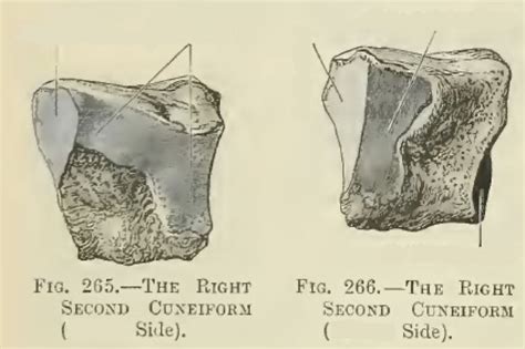Intermediate Cuneiform Diagram Diagram Quizlet
