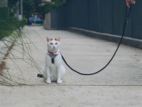 Nope Cat Leash