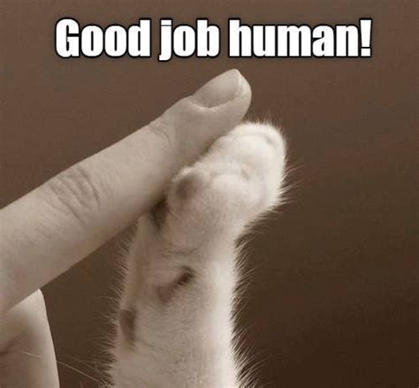 Good Job Cat Memes