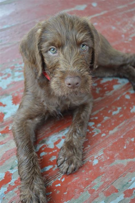 Shorthaired Pointer Poodle Mix At Luca Waldock Blog