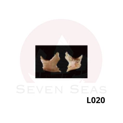 L020 The Zygomatic Bone Seven Seas