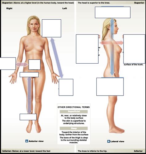 Directional Terms Diagram Quizlet